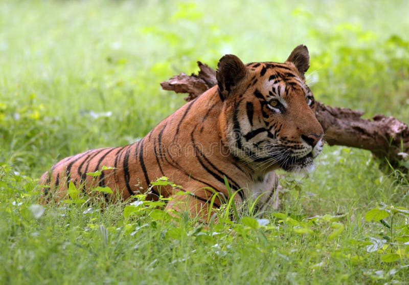 Tigre de Java imagen de archivo. Imagen de brillante, tigres - 3999629
