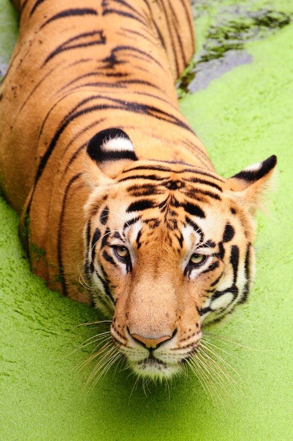 Tigre de Bengala real imagen de archivo. Imagen de agresivo - 15688135