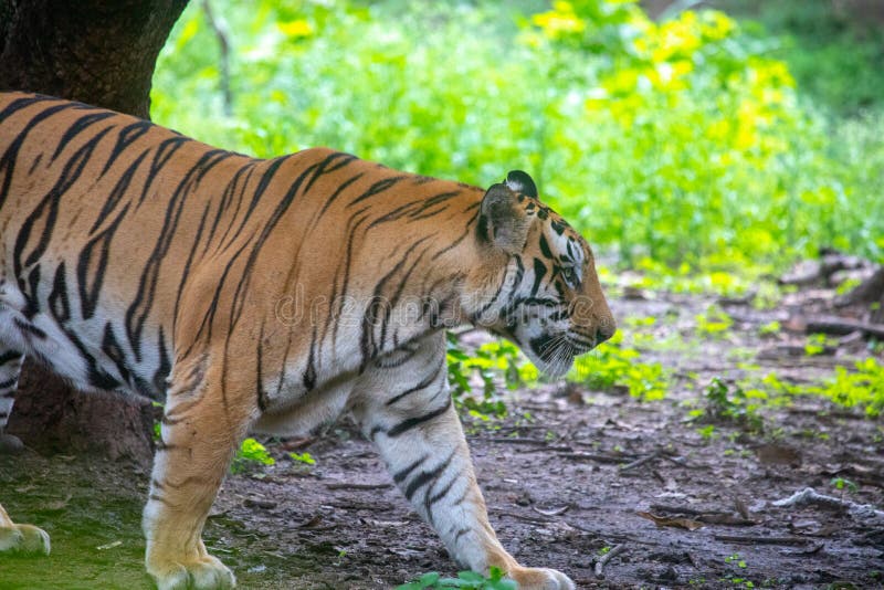 Tigre De Bengala Real Caminando En Selvas Indias Imagen de archivo ...
