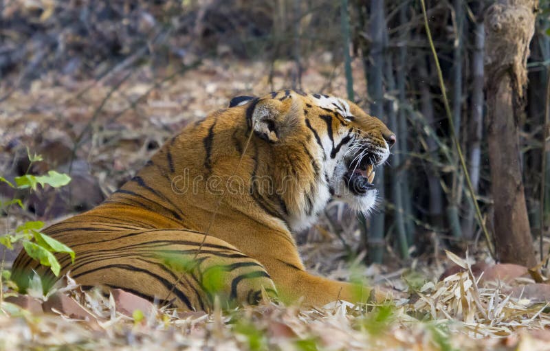 Tigre De Bengala Real Agresivo En Selvas Indias Imagen de archivo ...