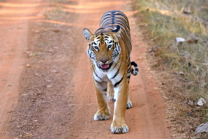 Tigre De Bengala Real En El Camino Foto de archivo - Imagen de cara ...