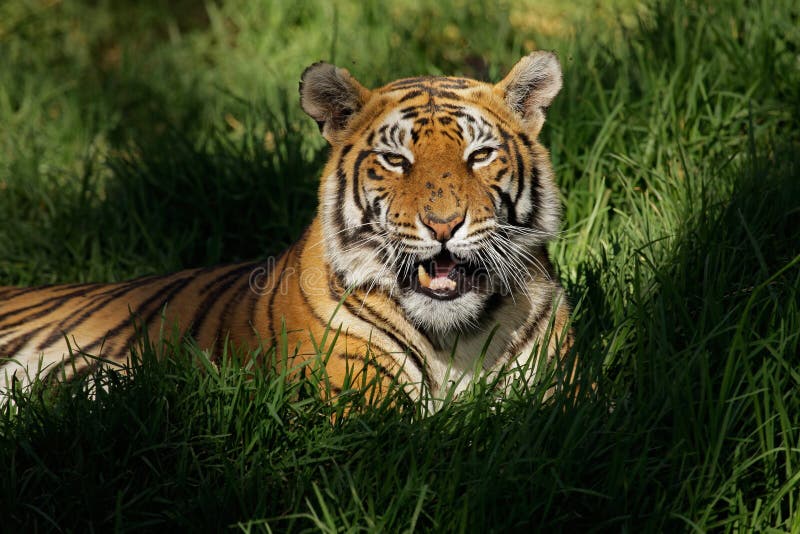 Portrait De Tigre De Bengale - Inde Photo stock - Image du inde ...