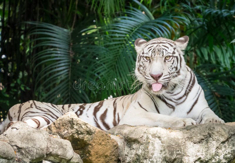 Tigre de Bengale blanc image stock. Image du écologie - 46570777
