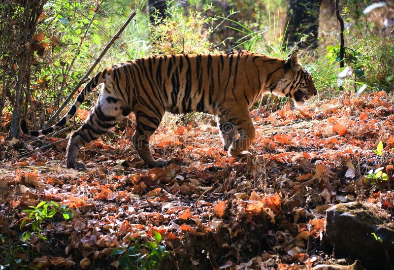 Tigre Royal Du Bengale Du Parc National De Ranthambore Inde Photo stock ...