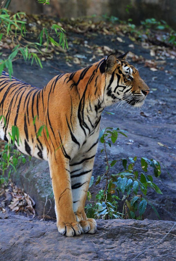 Tigre De Bengale Royal Regardant Agressivement Photo stock - Image du ...