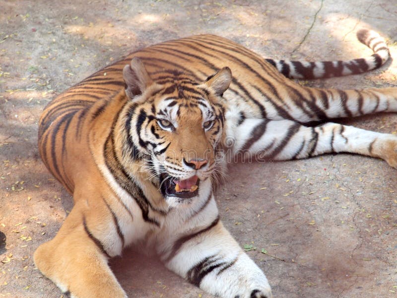 Tigre de Bengale royal image stock. Image du animal - 142778505