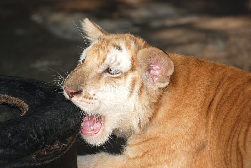 Tigre de oro imagen de archivo. Imagen de arabescos, gato - 11542131