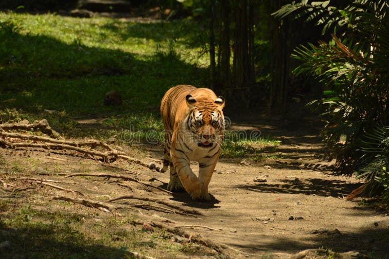 Tigre de Java imagen de archivo. Imagen de brillante, tigres - 3999629