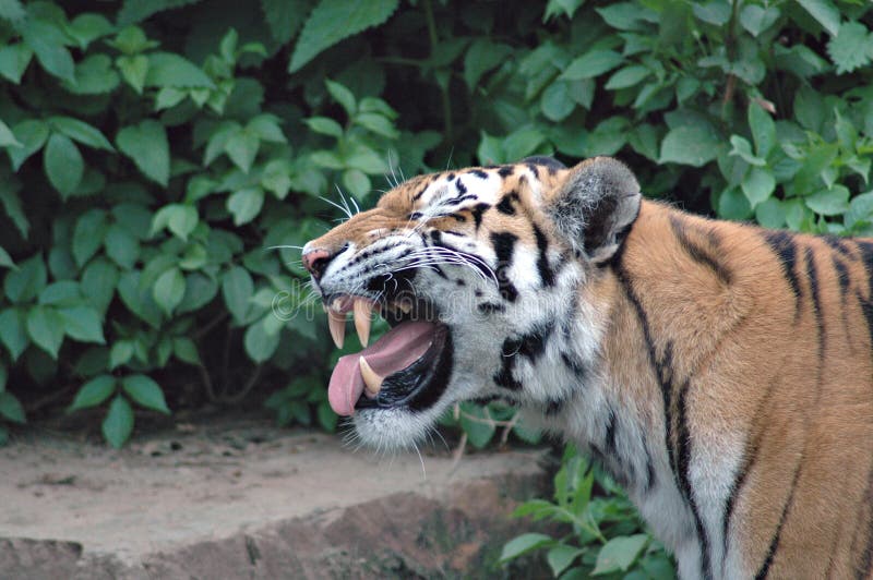 Tigre Rugiente foto de archivo. Imagen de tigre, poderoso - 380104