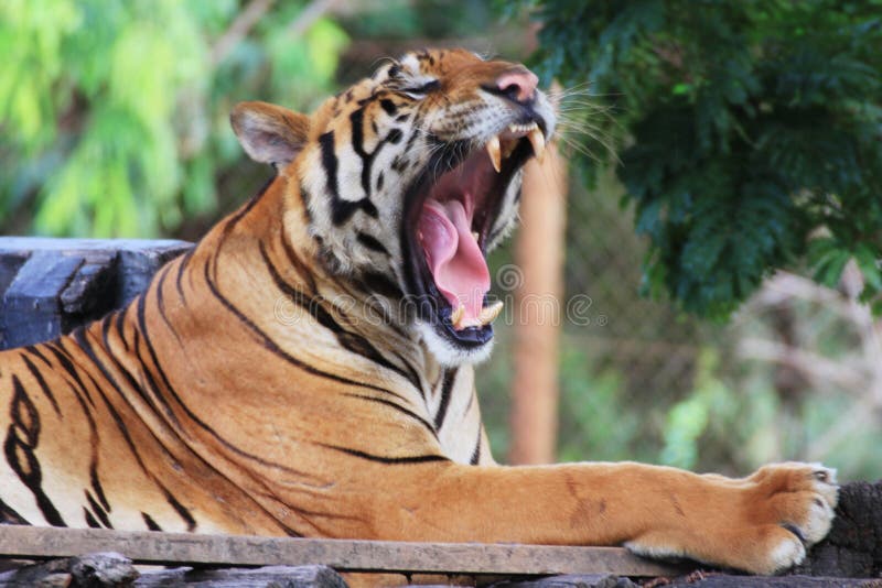 Tigre Di Colore Bianco Arrugginita O Imbianchita Che Ruggisce E Che ...