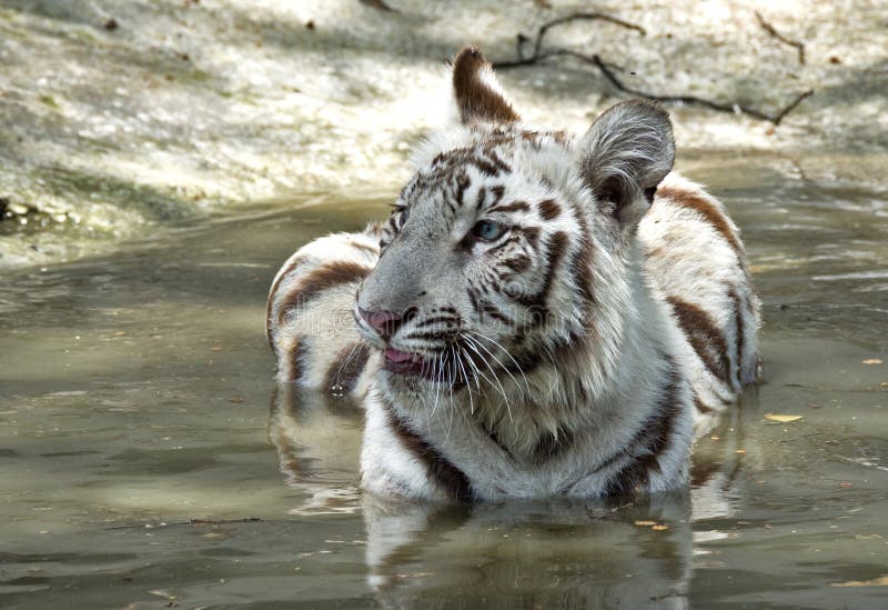Struttura Della Pelle Della Tigre Di Bengala Fotografia Stock ...