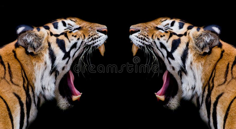 Tigre Di Sumatra Che Ruggisce Fotografia Stock - Immagine di faccia ...