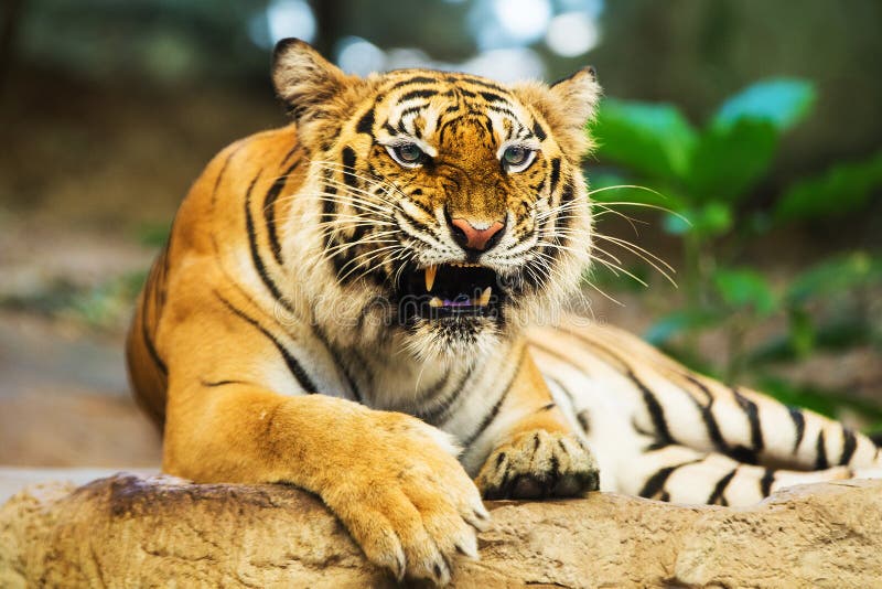 Tigre Di Sumatran Che Rugge Fotografia Stock - Immagine di cucciolo ...
