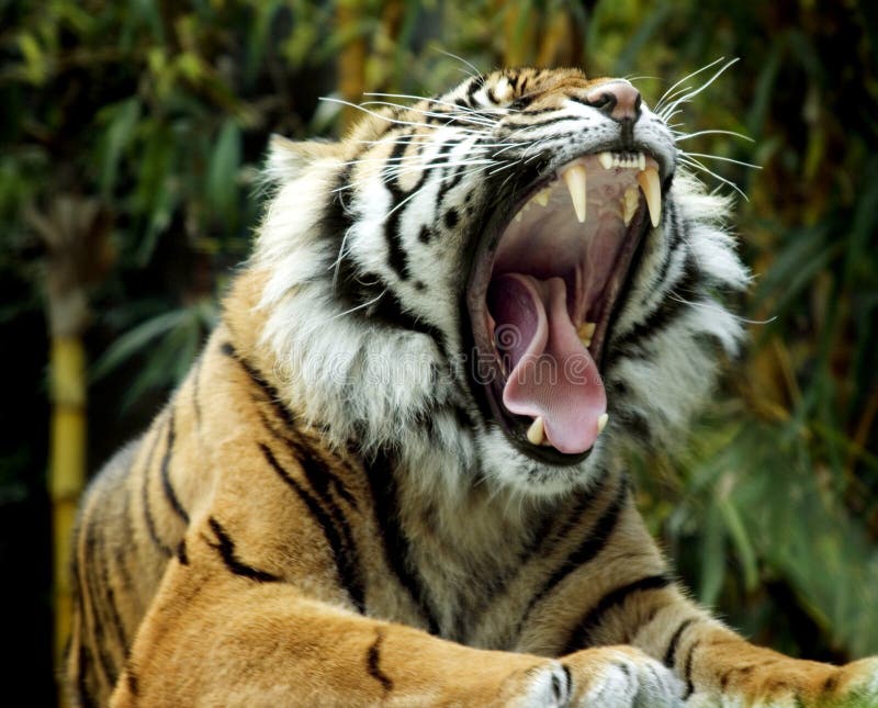 Tigre ruggente immagine stock. Immagine di potenza, zanne - 6605835