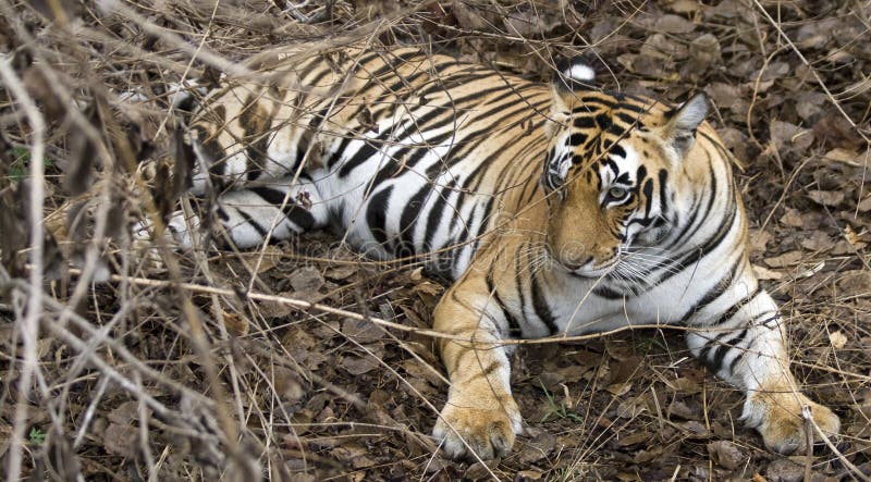 Tigre indio en la jungla foto de archivo. Imagen de india - 19461668