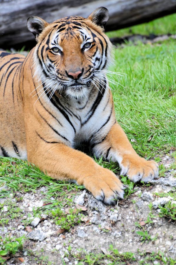 Tigre con su boca abierta foto de archivo. Imagen de hierba - 23466704