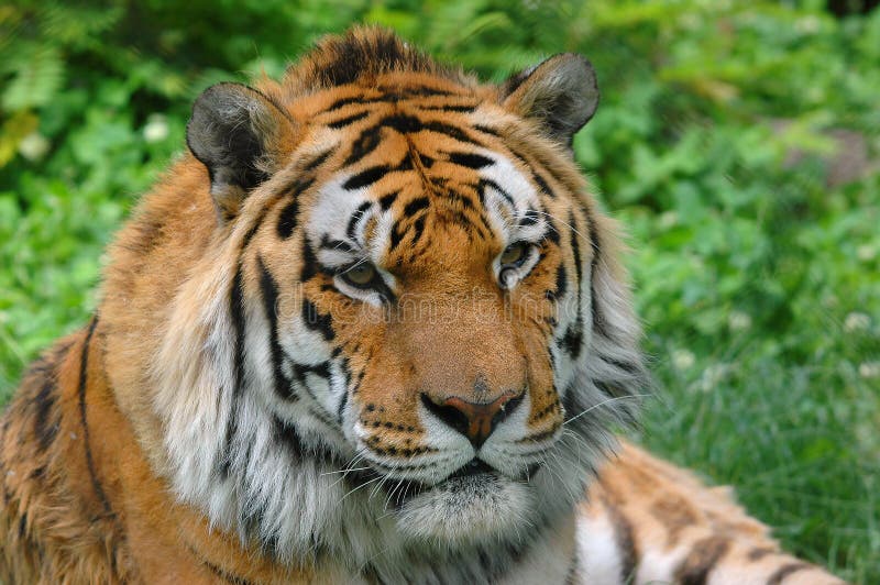 Petit Animal De Tigre Mignon Marchant Dans Les Jungles Photo stock ...