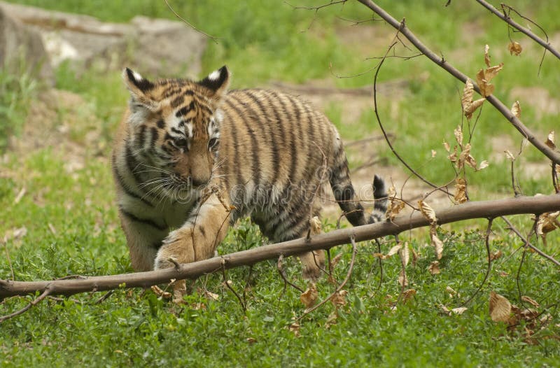 Tigre pequeno foto de stock. Imagem de tigre, cubo, grande - 28331912