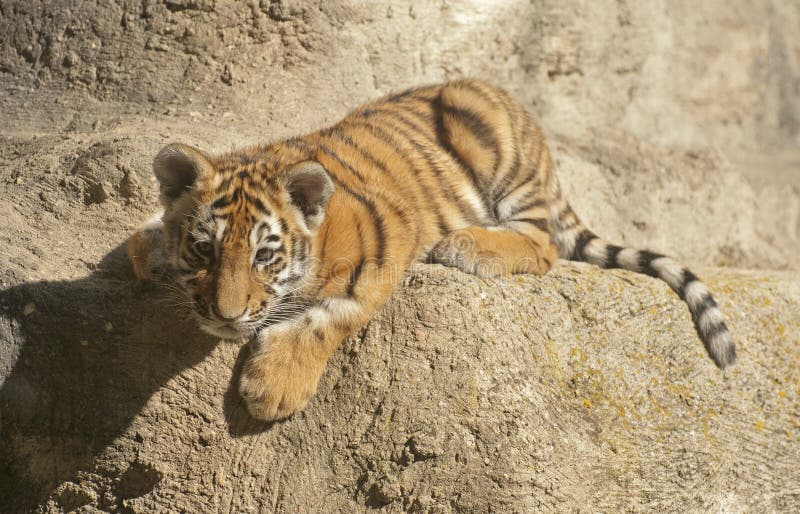 Tigre pequeno foto de stock. Imagem de tigre, cubo, grande - 28331912