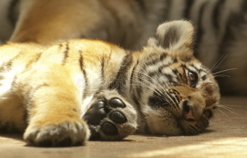 Tigre pequeno foto de stock. Imagem de cubo, descanso - 28331912