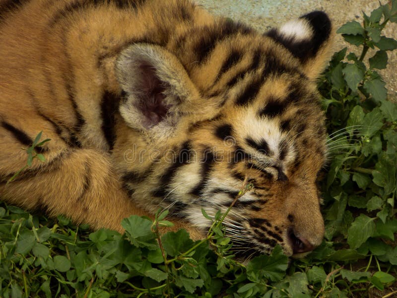 Tigre pequeno foto de stock. Imagem de olho, animal, selva - 17902598