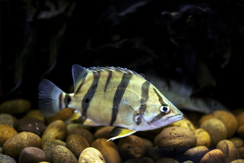 Poisson Tigre Siamois Nageant Dans Un Aquarium - Poisson Tigre Image ...
