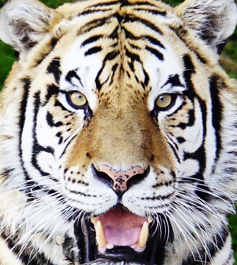 Tigre immagine stock. Immagine di bestia, zanna, mammifero - 135957429