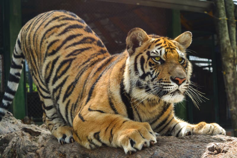 Garras do tigre! imagem de stock. Imagem de face, modelo - 19052853
