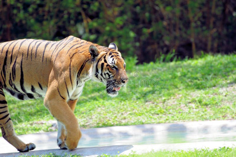Tigre asiático grande imagen de archivo. Imagen de mirada - 21208145