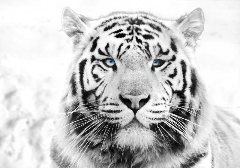 Tigre sibérien photo stock. Image du tigre, bleu, verticale - 28903924