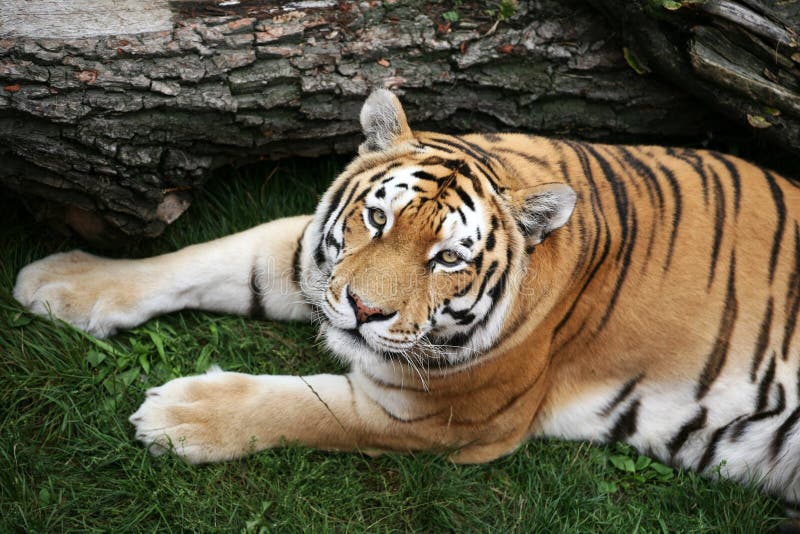 Tigre Siberian Na Grama Verde Foto de Stock - Imagem de prado ...