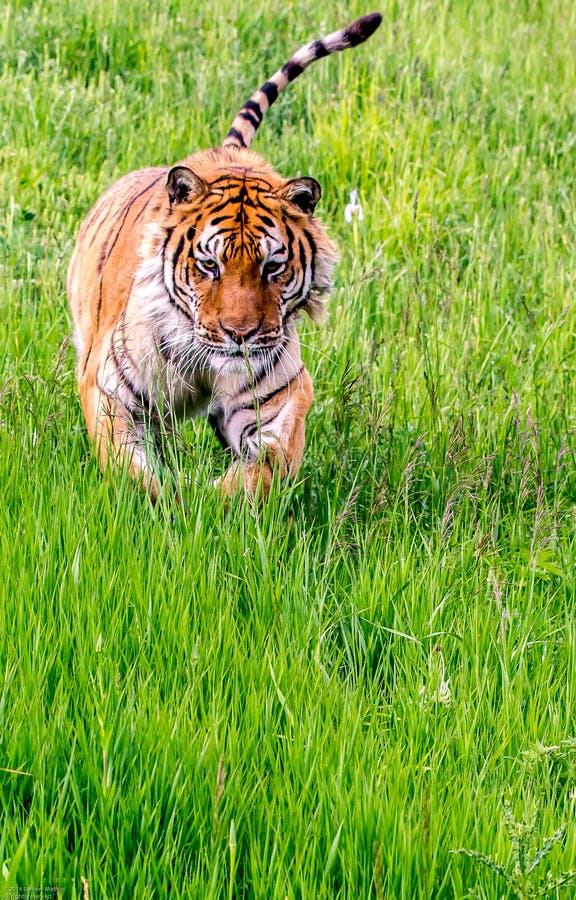 Tigre Siberian running imagem de stock. Imagem de funcionar - 43919835