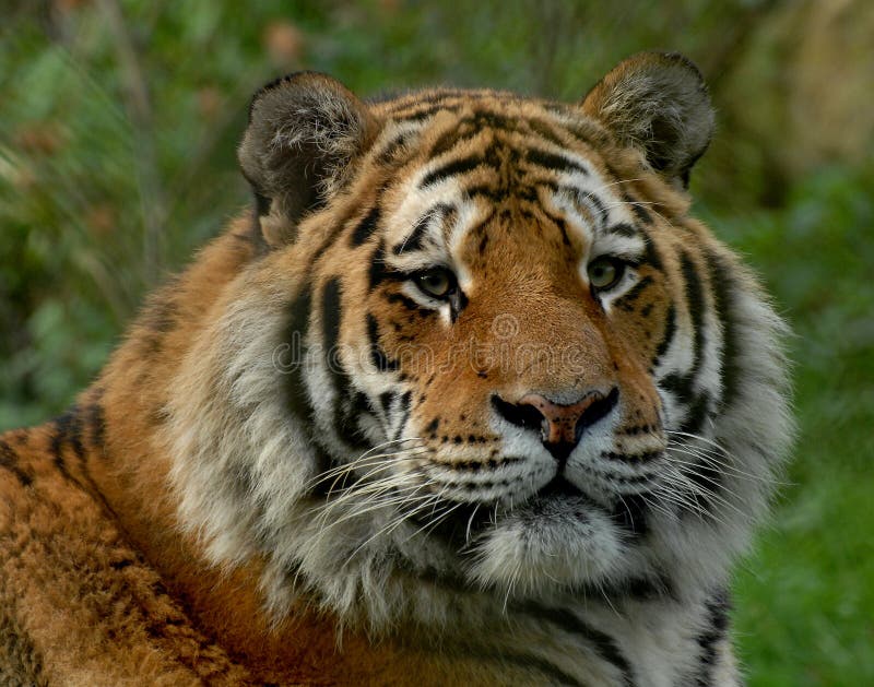 Ruggito Siberiano Della Tigre Fotografia Stock - Immagine di felino ...