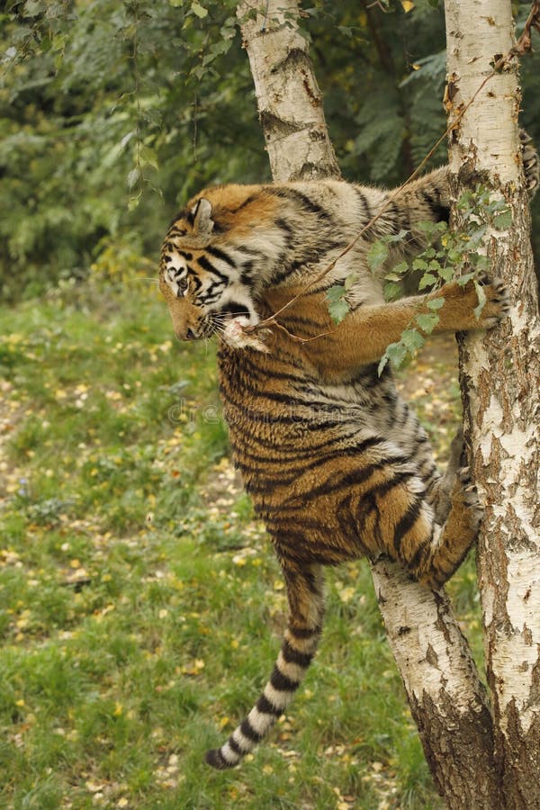 Tiger Climbing Tree fotografia stock. Immagine di bengal - 38107520