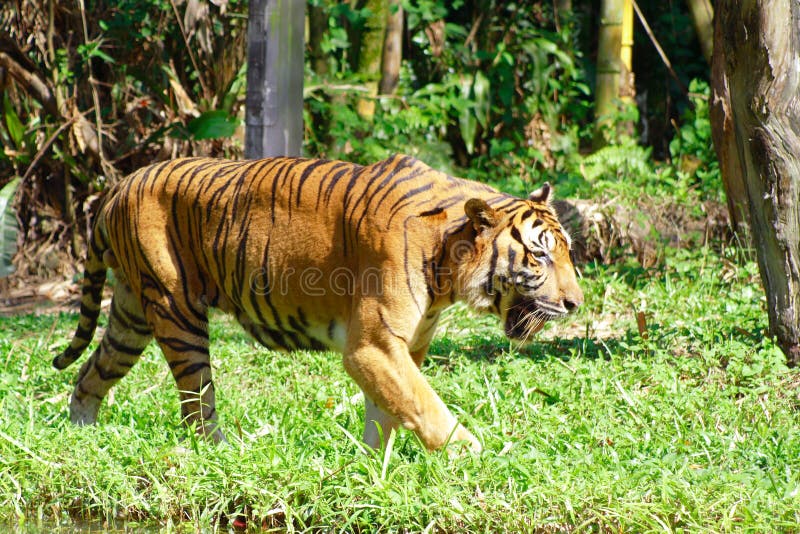 Tigre de Java imagen de archivo. Imagen de brillante, tigres - 3999629
