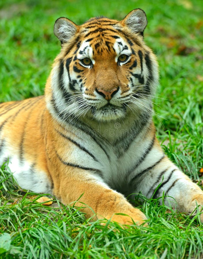 Photos De Tigre Du Bengale Mignon