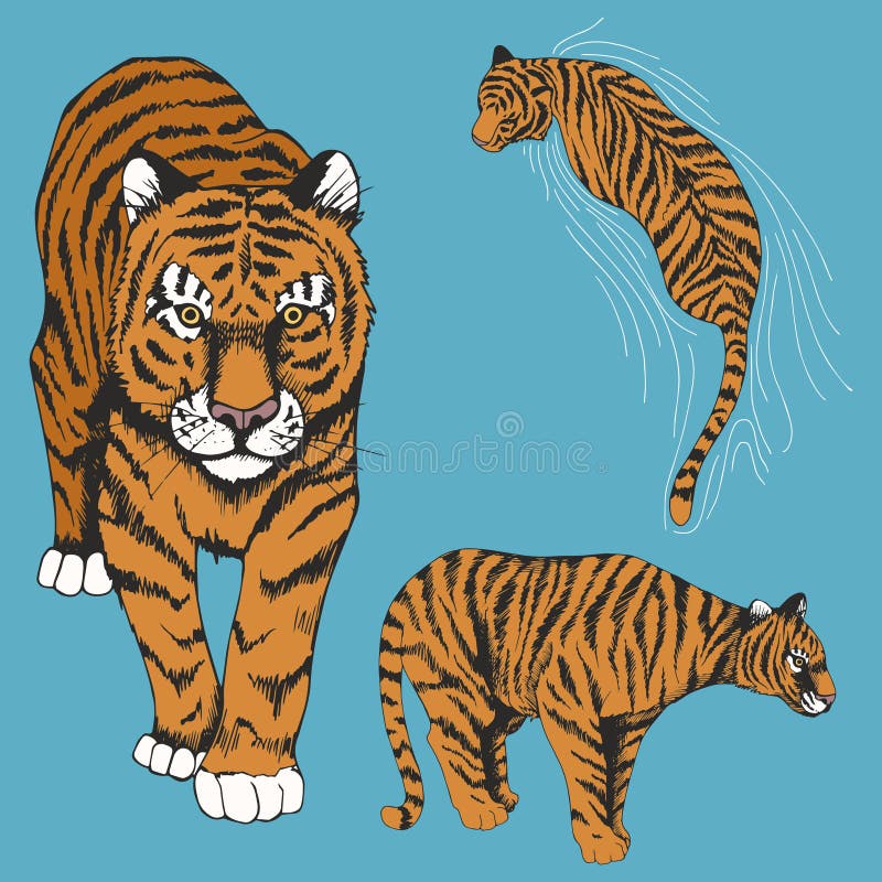 Tigres Conjunto De Ilustraciones Del Vector Ilustración del Vector ...
