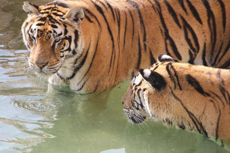 Tigres en el agua foto de archivo. Imagen de asiático - 20924814