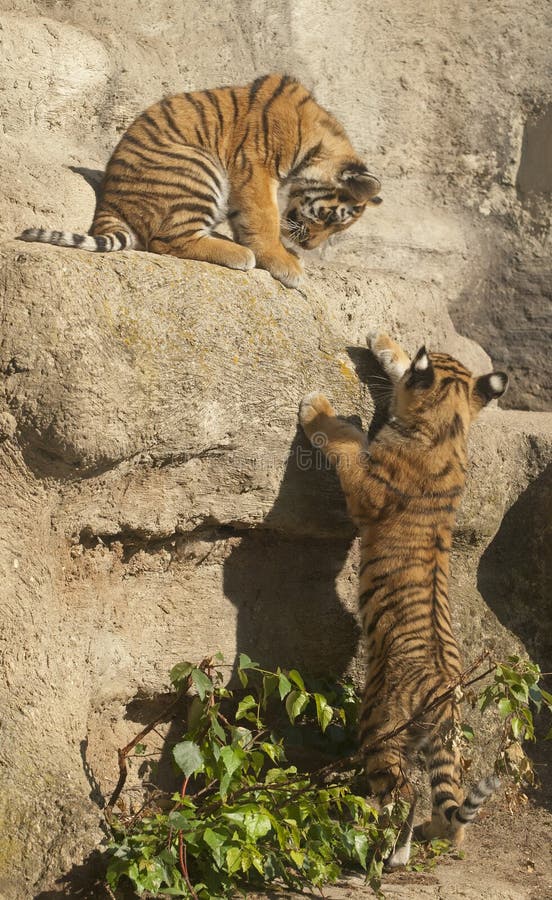 Tigres pequenos foto de stock. Imagem de besta, impressionante - 28350988