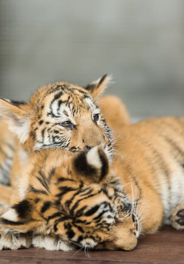 Tigres pequenos imagem de stock. Imagem de verde, selvagem - 28340769