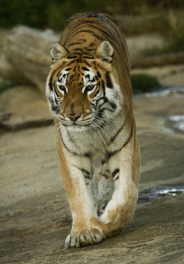 Tigress 1 stock image. Image of indian, stripes, predator - 33976417