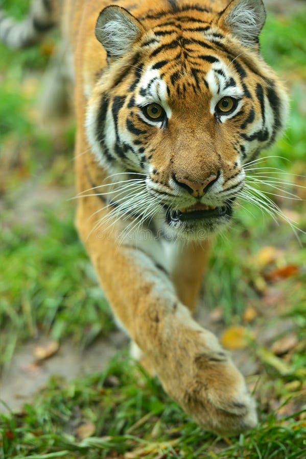 Tigri fotografia stock. Immagine di rabbia, cacciatore - 27540358