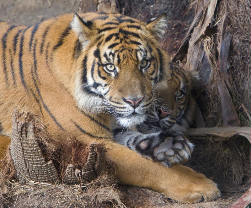 Una Coppia Le Tigri Di Sumatran Che Si Rilassano In Una Recinzione ...