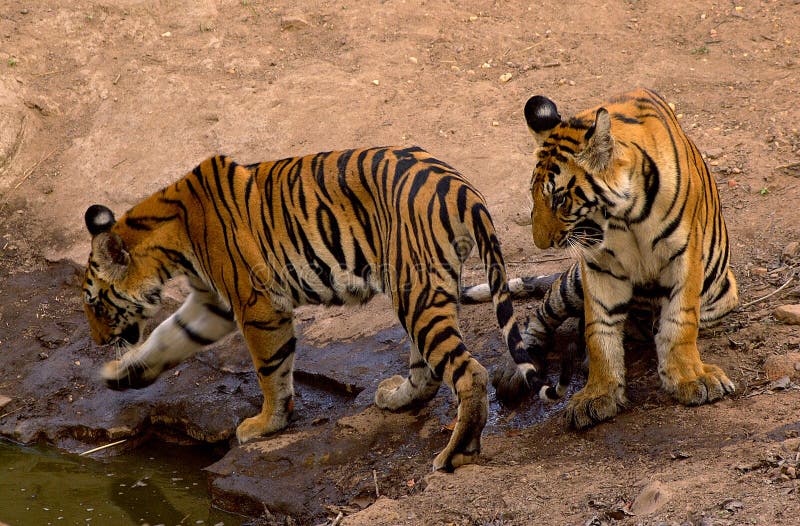 Tigri reali del Bengala immagine stock. Immagine di safari - 1005145