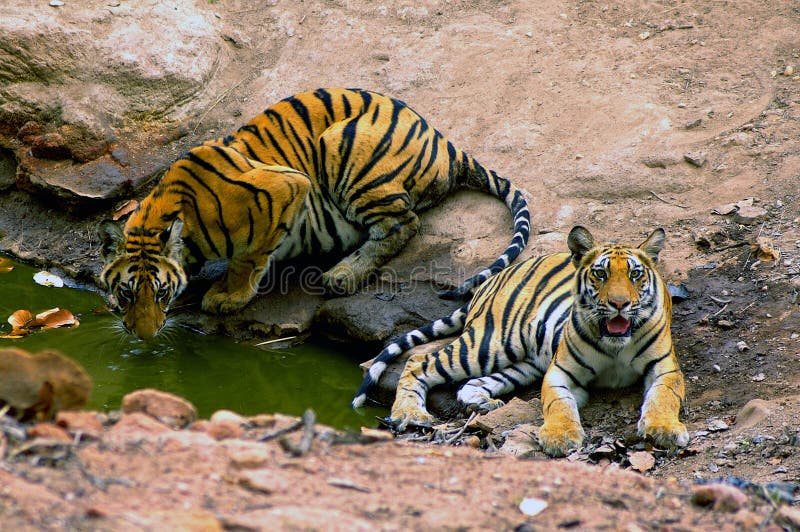 Tigri reali del Bengala immagine stock. Immagine di safari - 1005145
