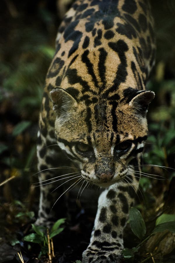 Tigrillo Fotos de stock - Fotos libres de regalías de Dreamstime