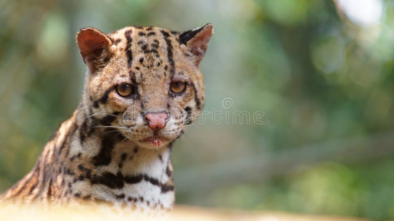 Tigrillo Looking at Camera on Green Background. Common Names: Ocelote ...