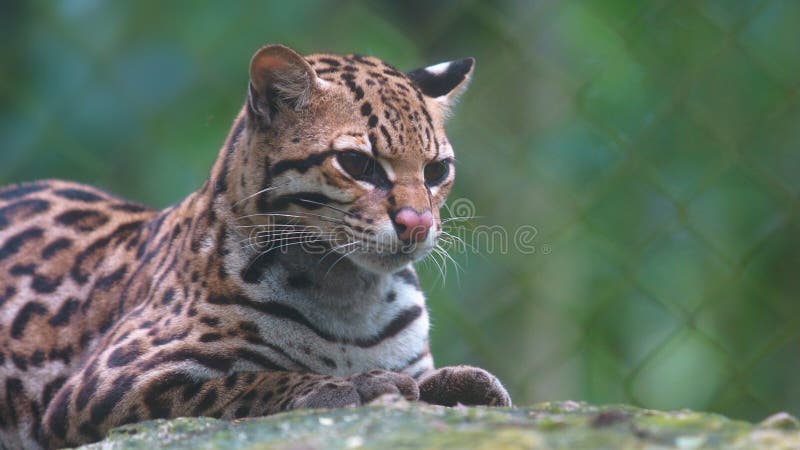 Ocelote Bebe Cute Stock Photos - Free & Royalty-Free Stock Photos from ...