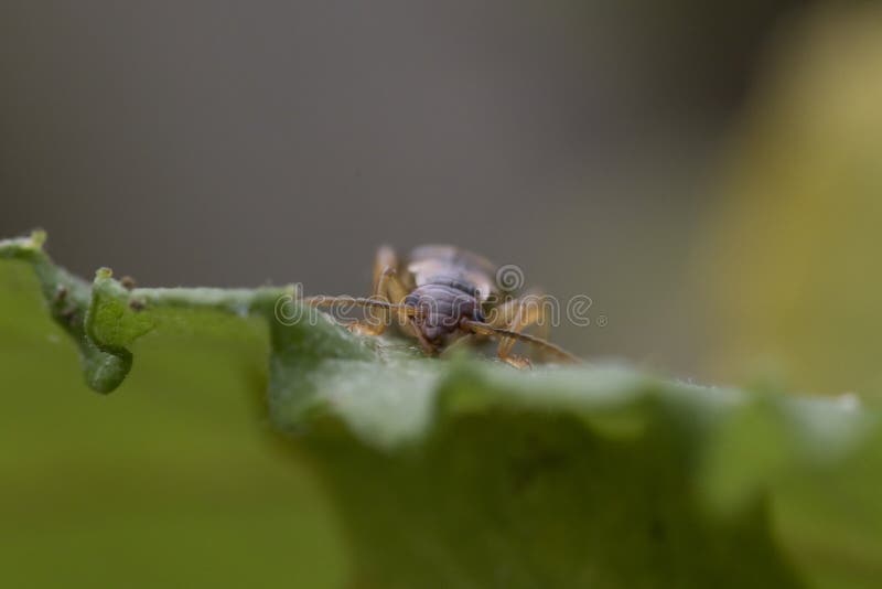 Tijereta, Insecto, Retrato Del Insecto Imagen de archivo - Imagen de ...