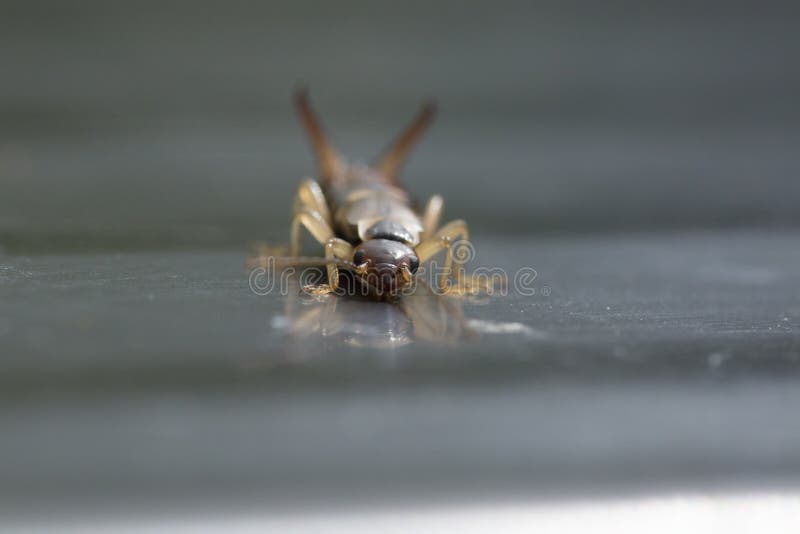 Tijereta, Insecto, Retrato Del Insecto Foto de archivo - Imagen de ...